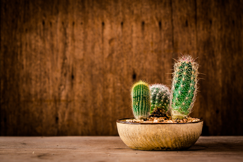 15 Ways to Use a Cactus Plant for Home Decoration